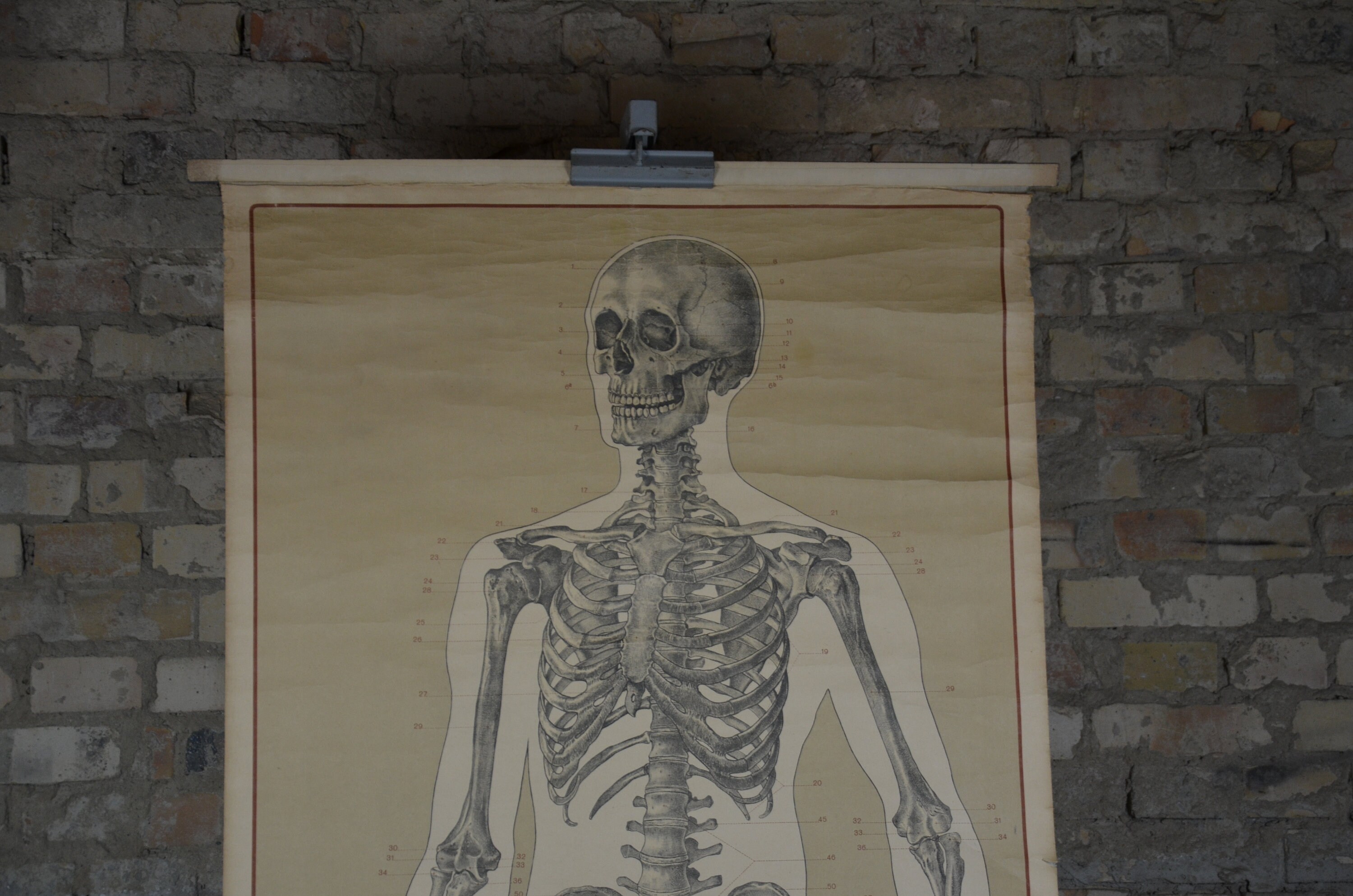 Skeleton & Skull, Human Anatomy: Original Antique 1920s German ...