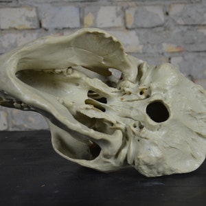 SOMSO Adult Gorilla Skull: Impressive Anatomical Model Original Vintage ...