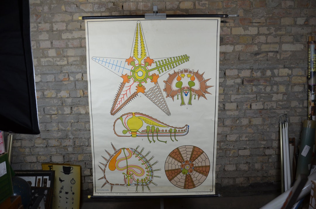 Starfish & Sea Urchin Anatomy: Original Vintage 1960s German ...