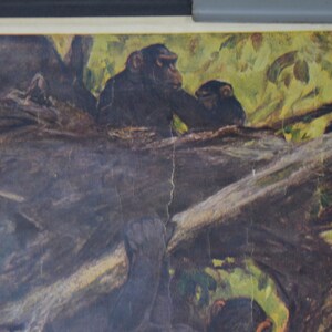 Chimpanzee, Primate: Original Antique 1920s German Educational Poster ...