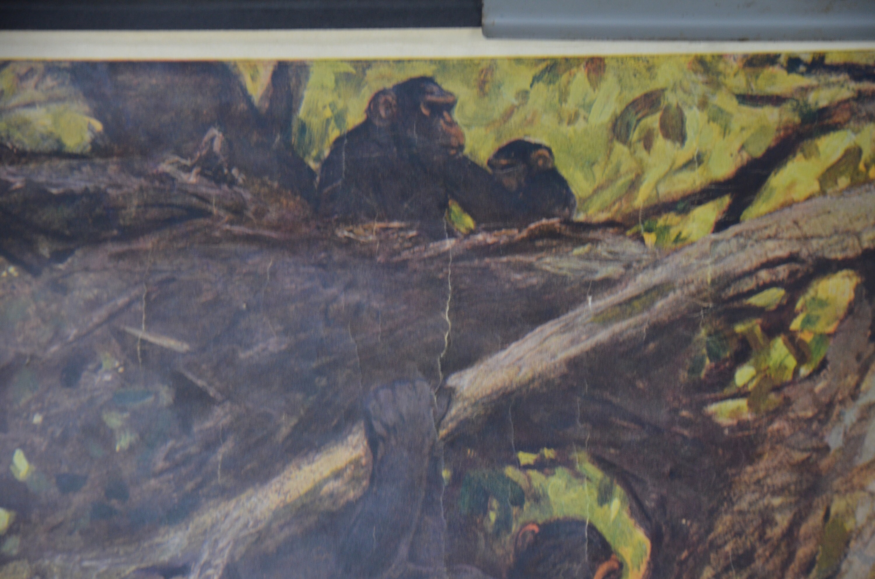 Chimpanzee, Primate: Original Antique 1920s German Educational Poster ...