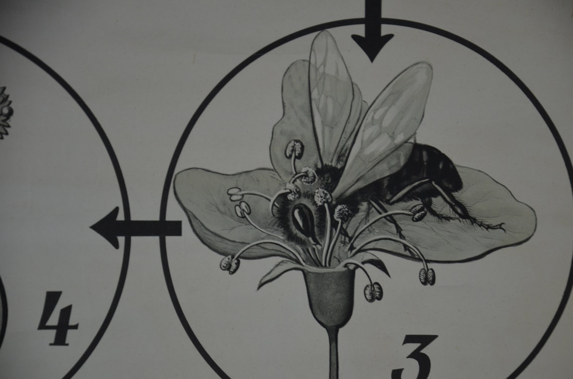 Pollination, Flower, Bumblebee: Original Antique 1930s German ...