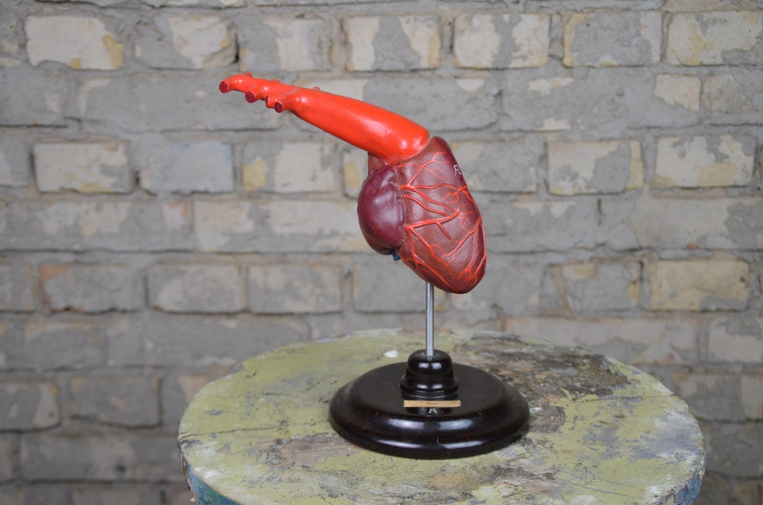 Shark Heart, Antique Anatomy Model: RARE Original Vintage 1950s German ...