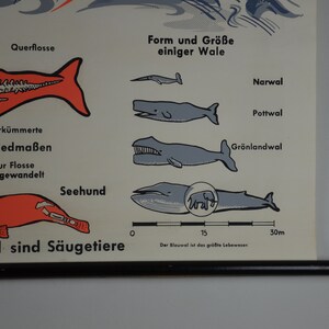 Shark & Whale, Marine Mammals: Original Vintage German 1960s ...