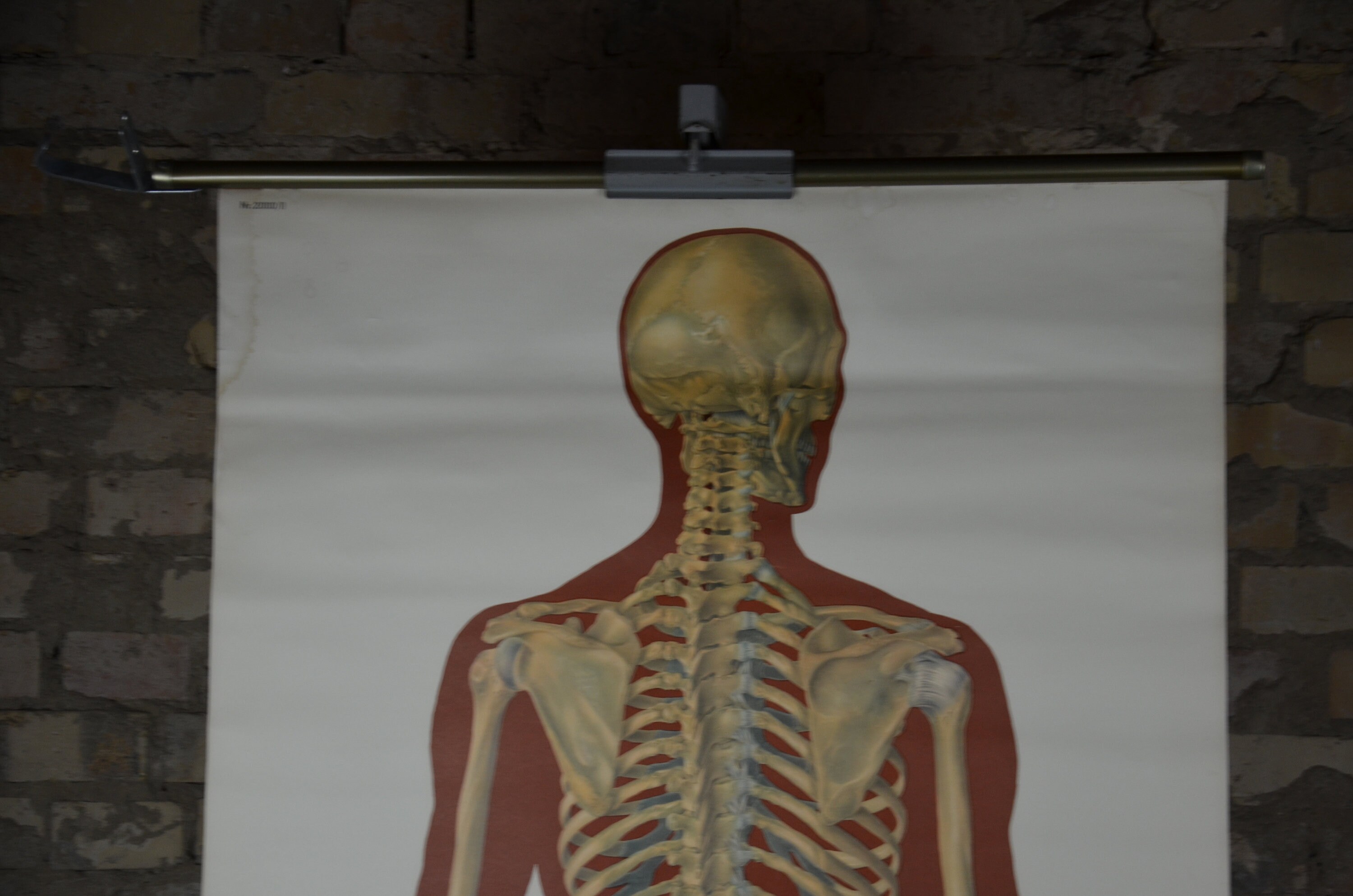 Skeleton (back), Human Anatomy: Original Vintage 1960s German ...