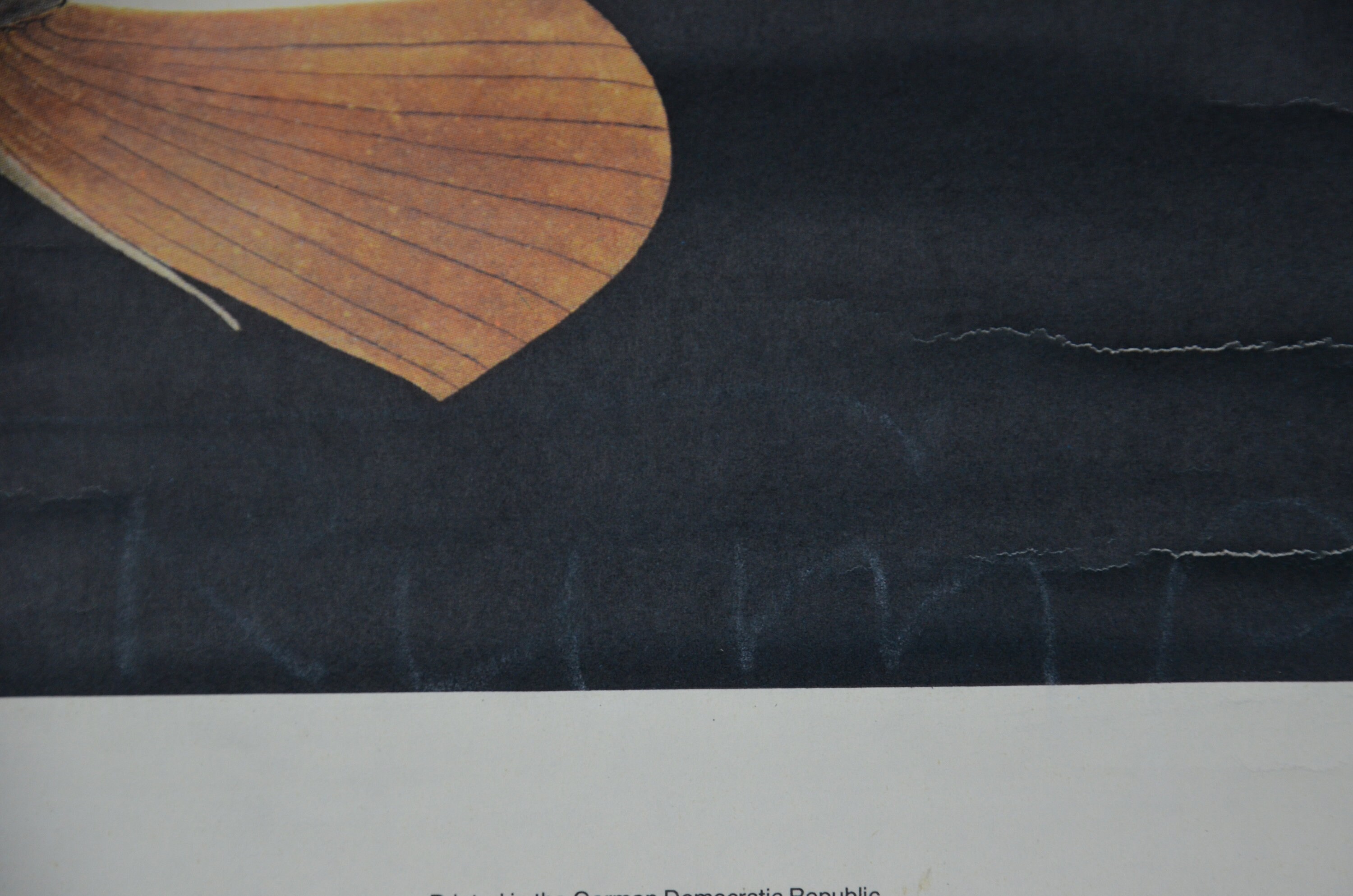 Perch Skeleton Fish Anatomy: Minimalist Original Vintage - Etsy