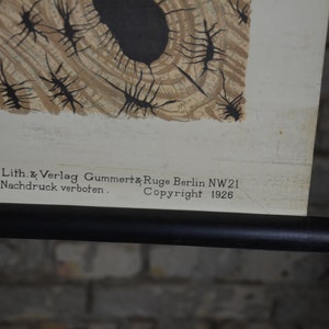 Types of Animal Cells: Original Antique 1920s Educational Poster School ...