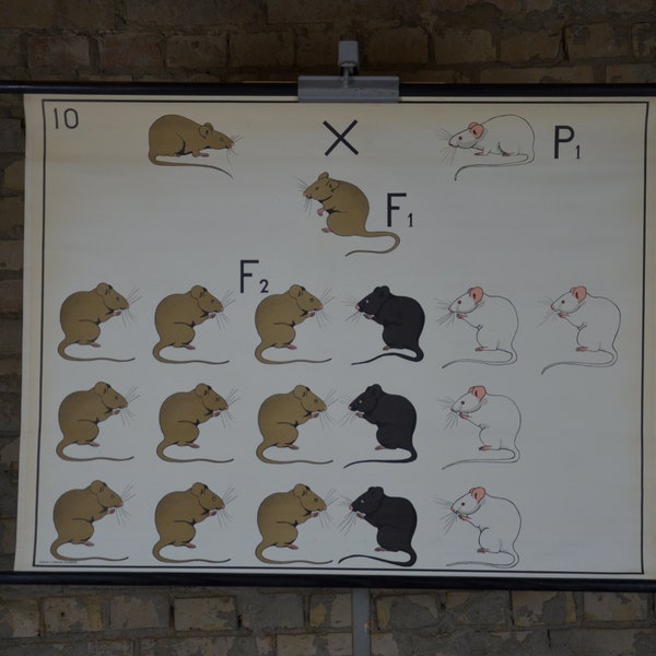 Pull Down Chart - Etsy