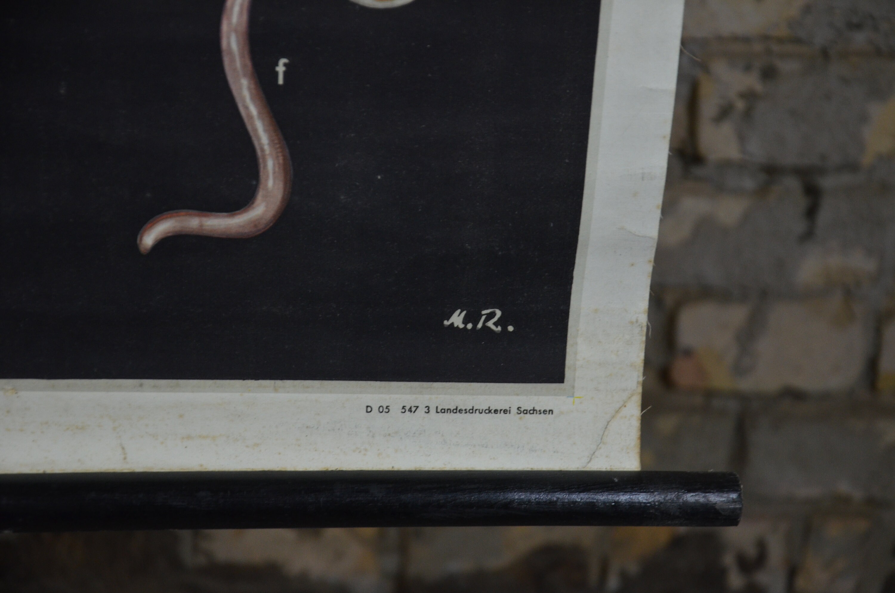 Tapeworm, Intestinal Parasite: Original Vintage 1950s German ...