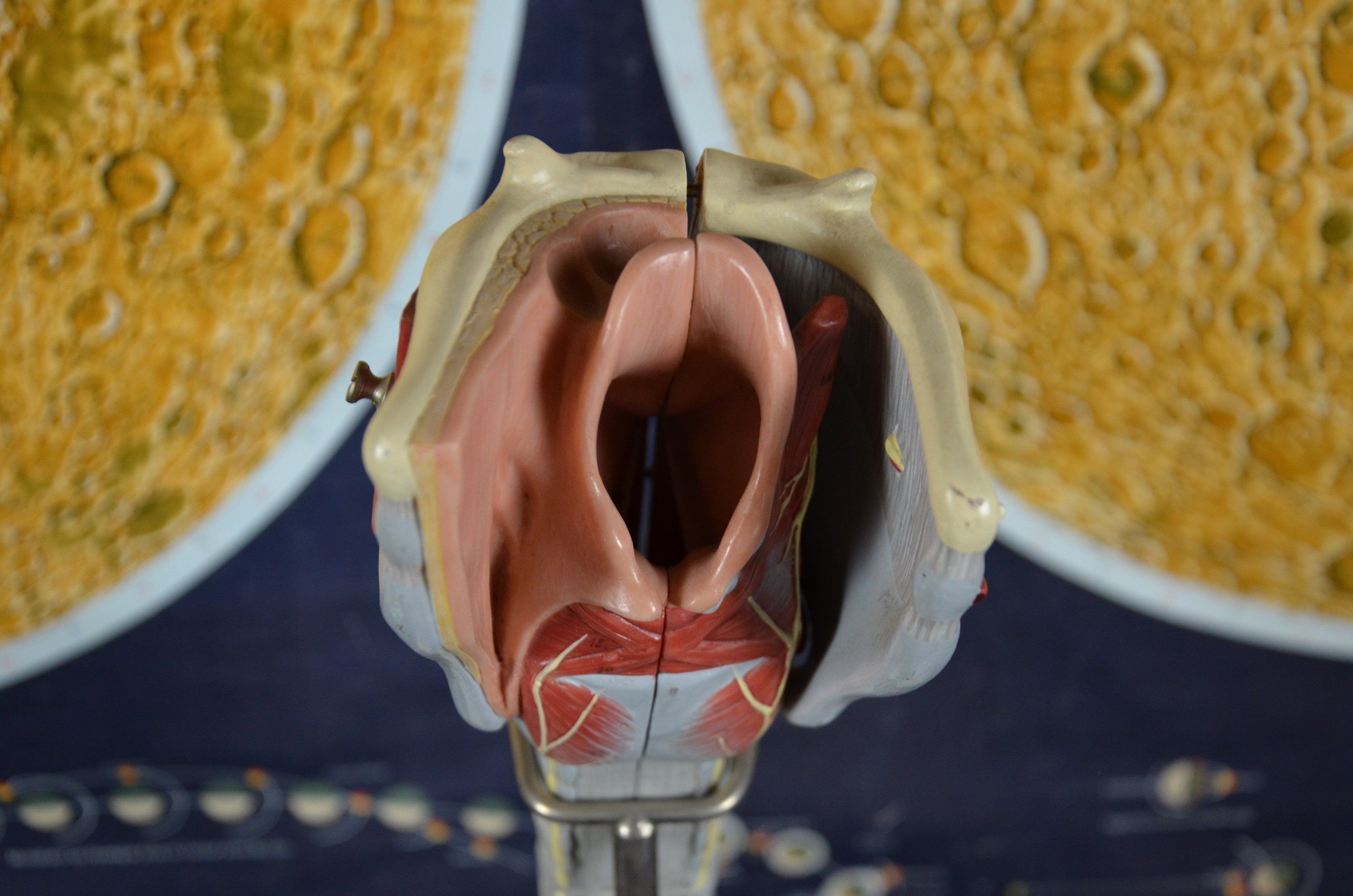 Larynx & Trachea Bronchail Tree: Large Vintage 1970s - Etsy