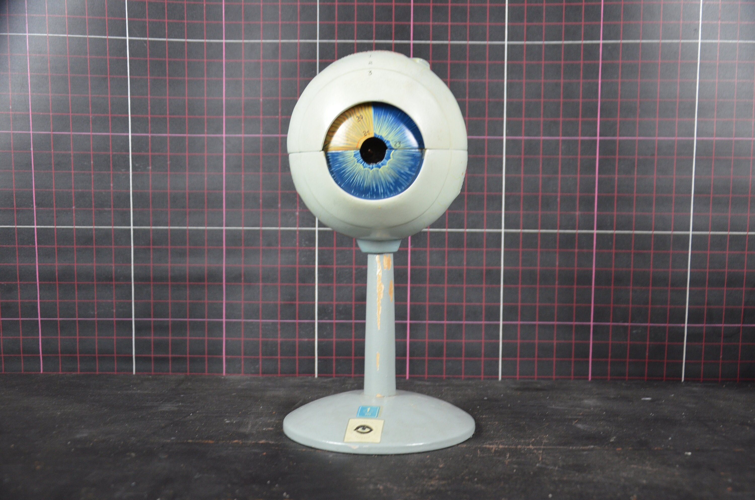 Human Eye Anatomy: Vintage Anatomical Model Original 1950s German ...