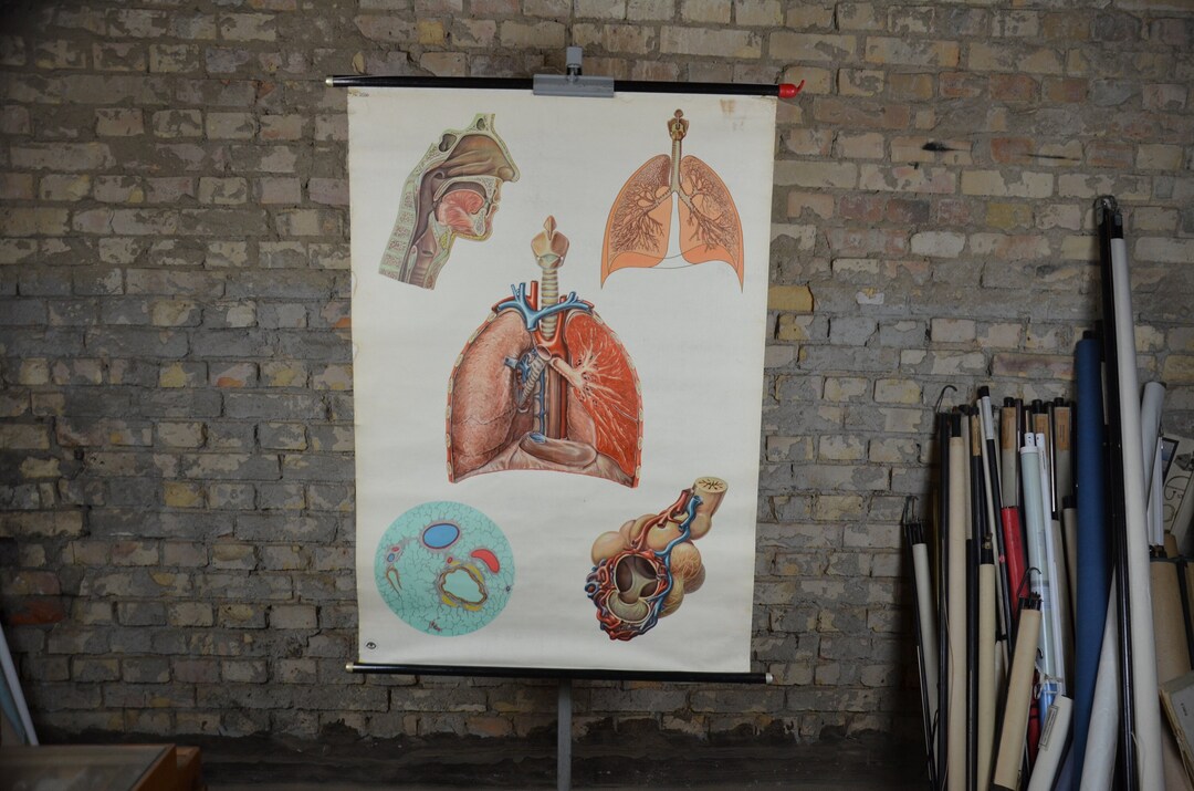 Lung, Respiratory Organs, Human Anatomy: Original Vintage 1950s German ...