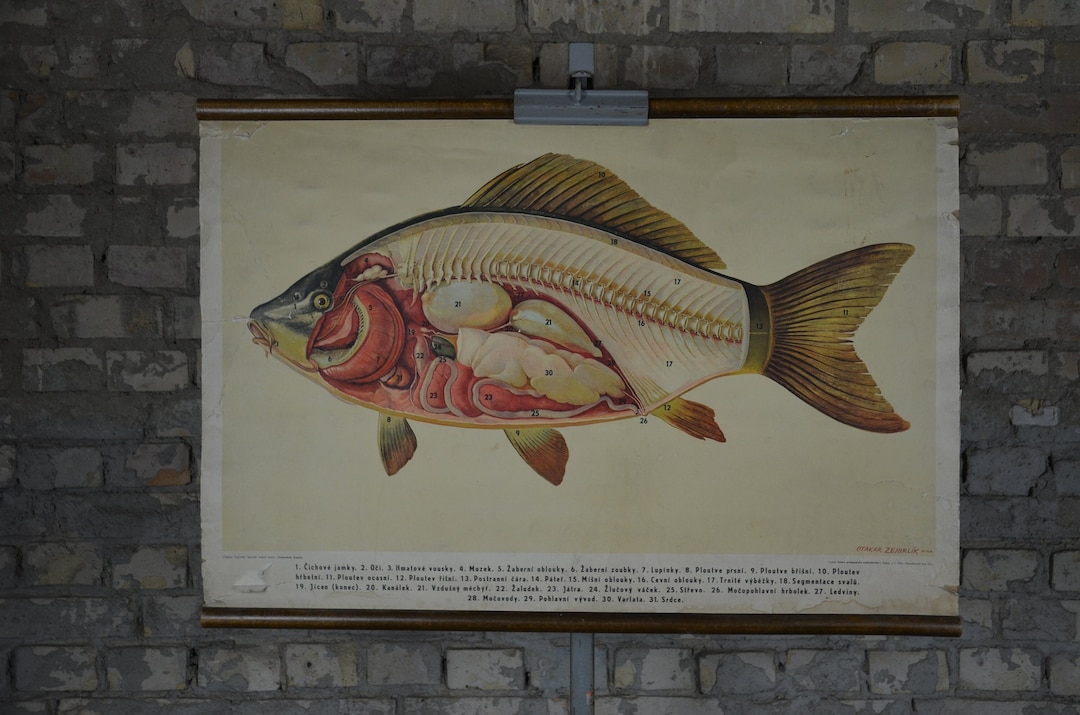 Carp Anatomy: Original Vintage 1960s Czech Mid Century Educational ...