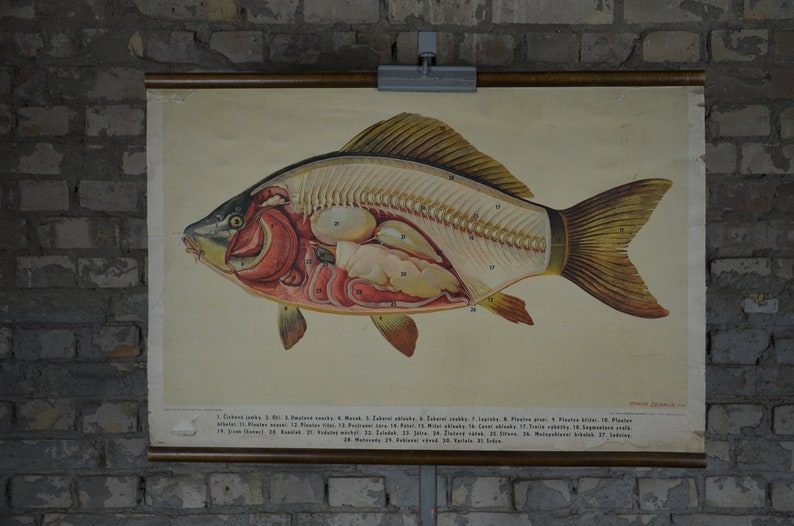 Carp Anatomy: Original Vintage 1960s Czech Mid Century Educational ...