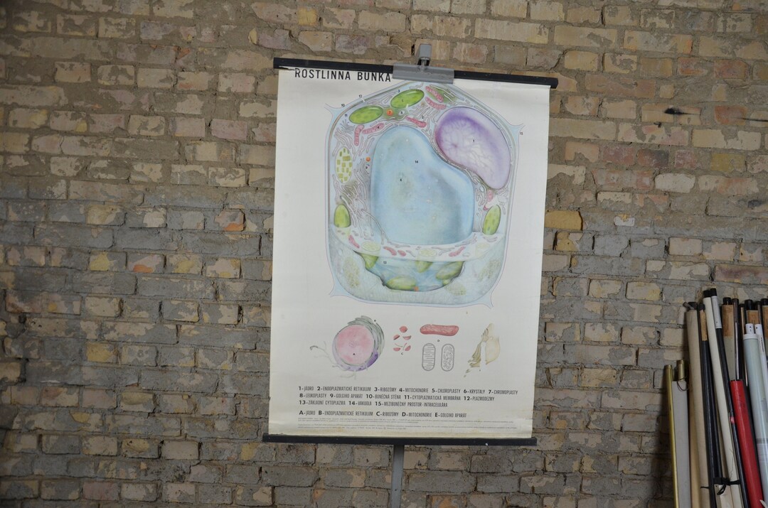 Plant Cell, Microbiology, Organelles: Original Vintage 1980s Czech ...