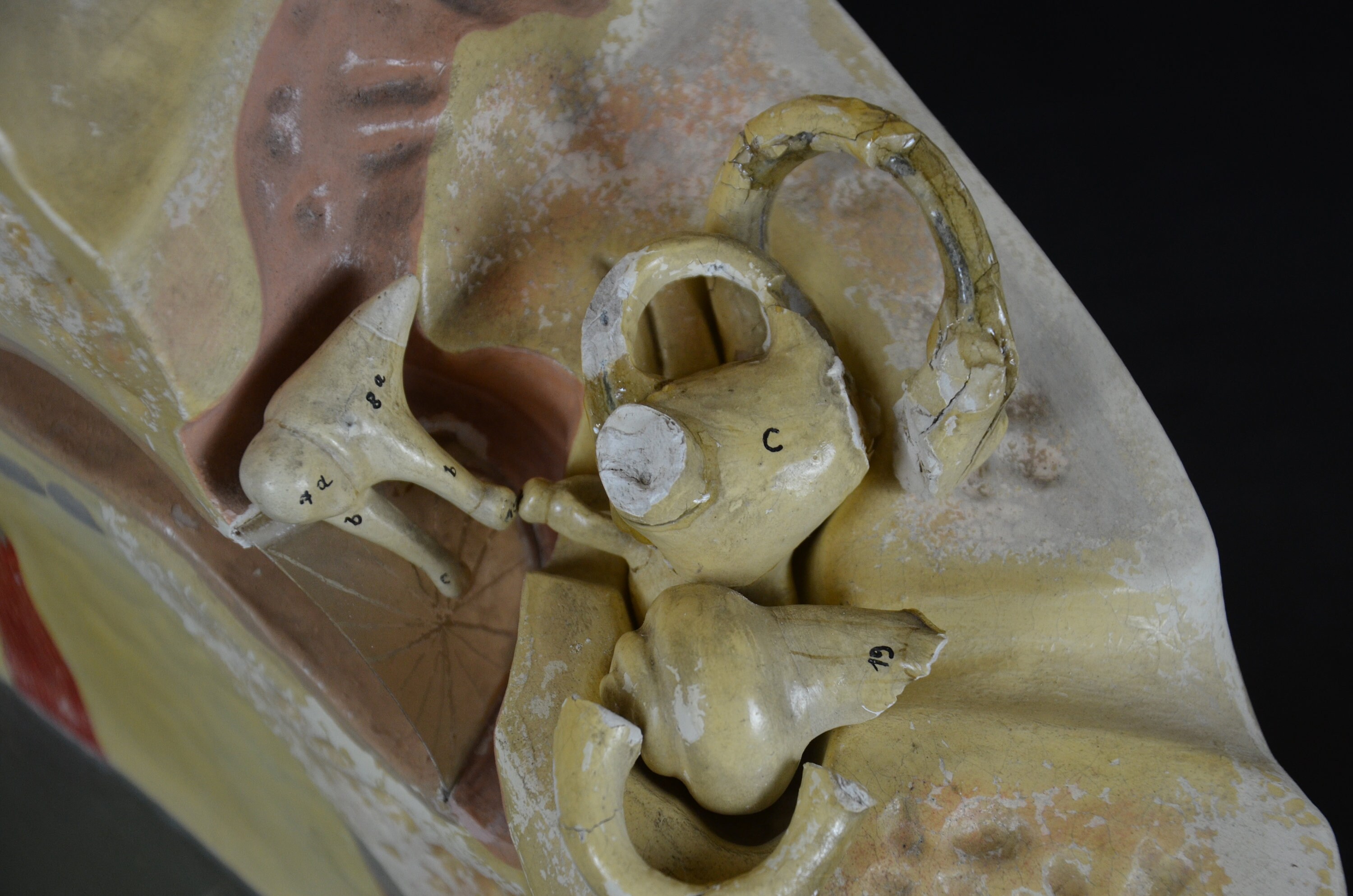 Human Ear Anatomy: Large Antique Anatomical Model Original - Etsy