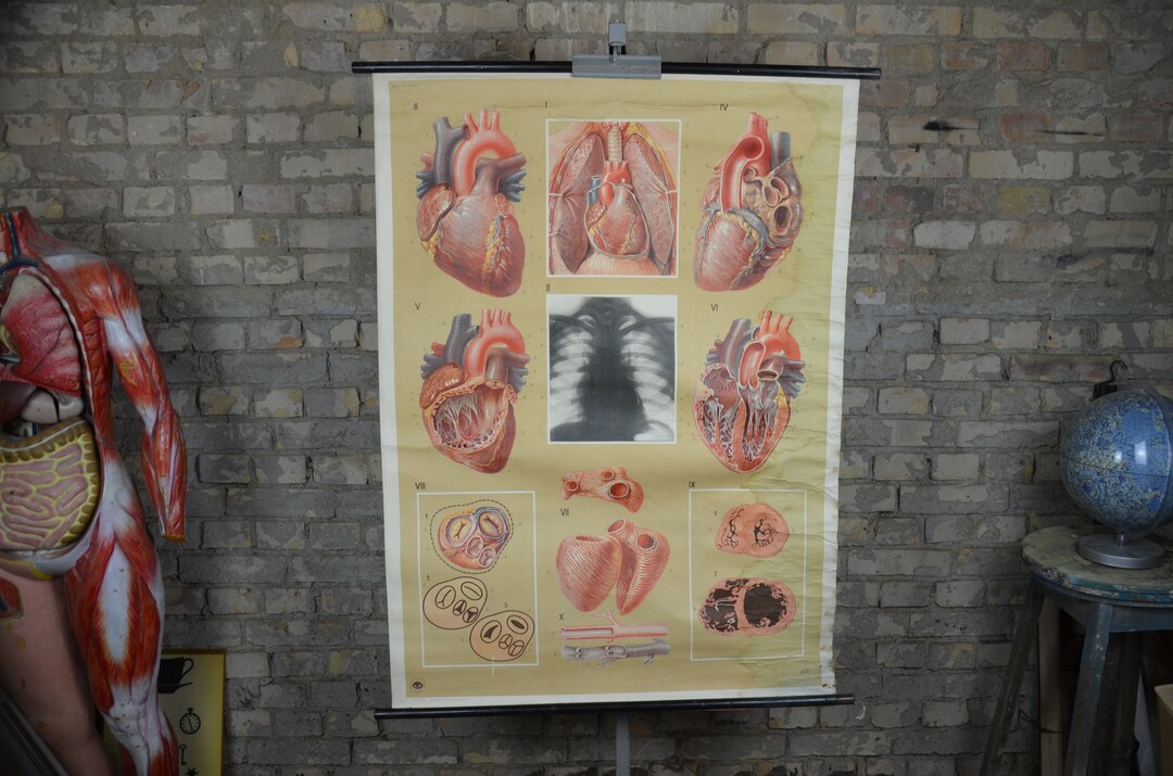 Human Heart, Anatomical Print: Distressed Original Vintage 1950s German ...