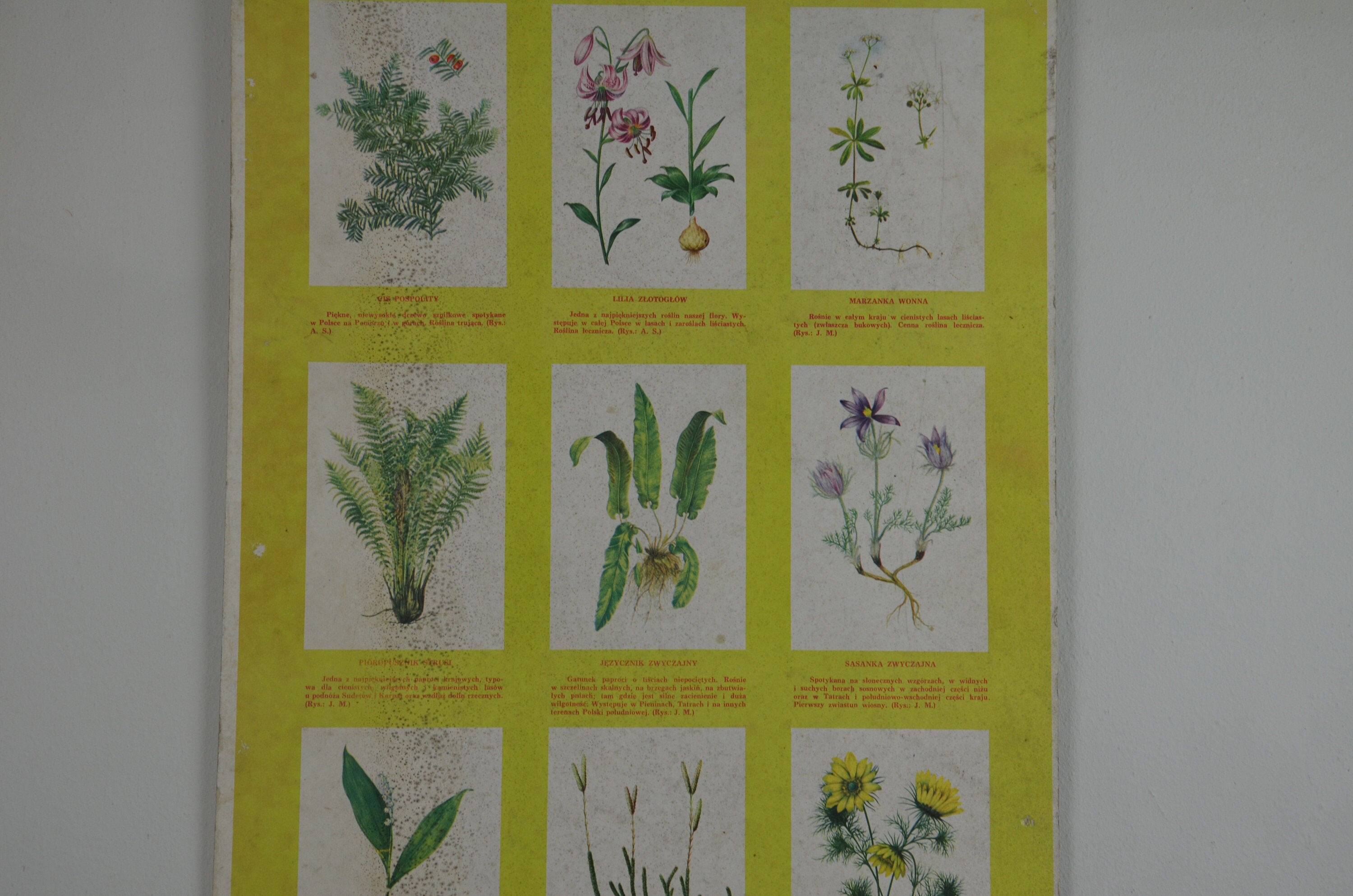 Endangered Plants With Their Names