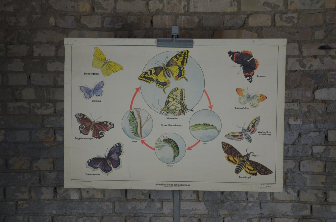 Butterfly Lifecycle: Original Vintage 1950s German Educational School ...