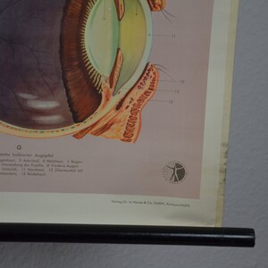 Human Eye Anatomy: Original Vintage 1960s German Medical Educational ...