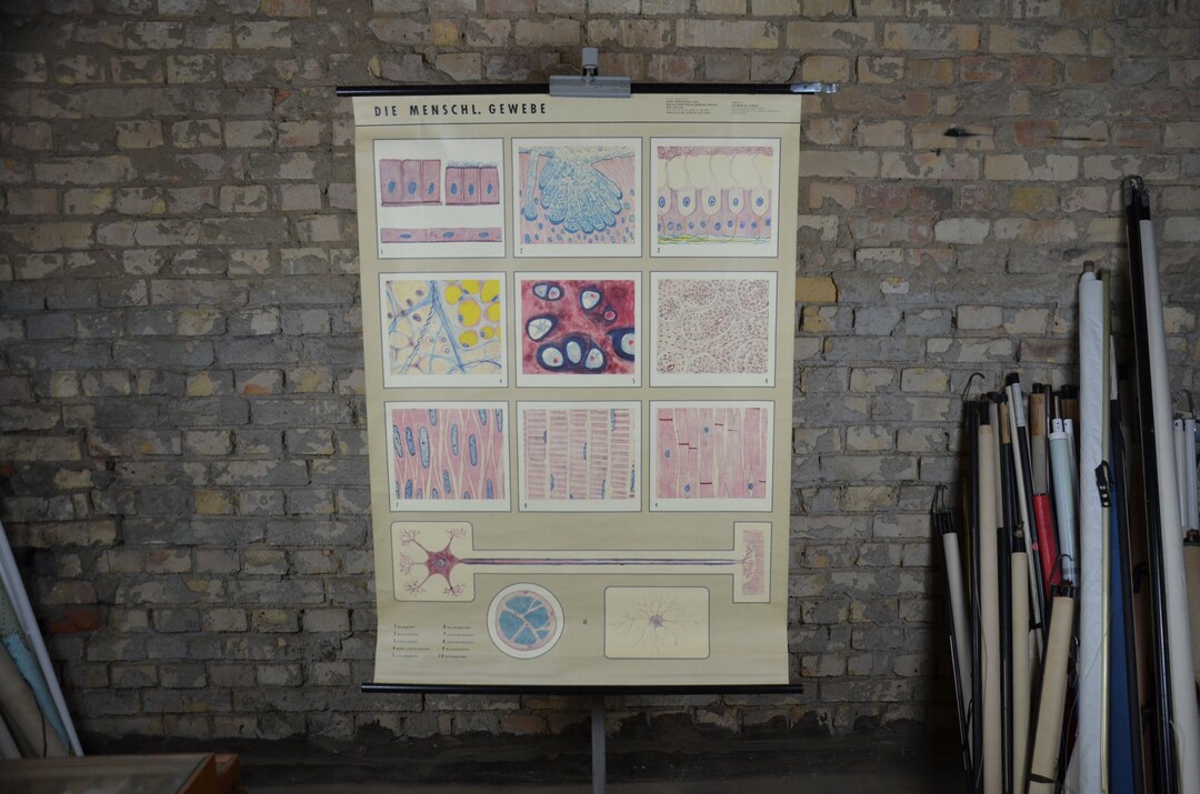 Tissues of the Human Body: Original Vintage 1960s German Medical ...