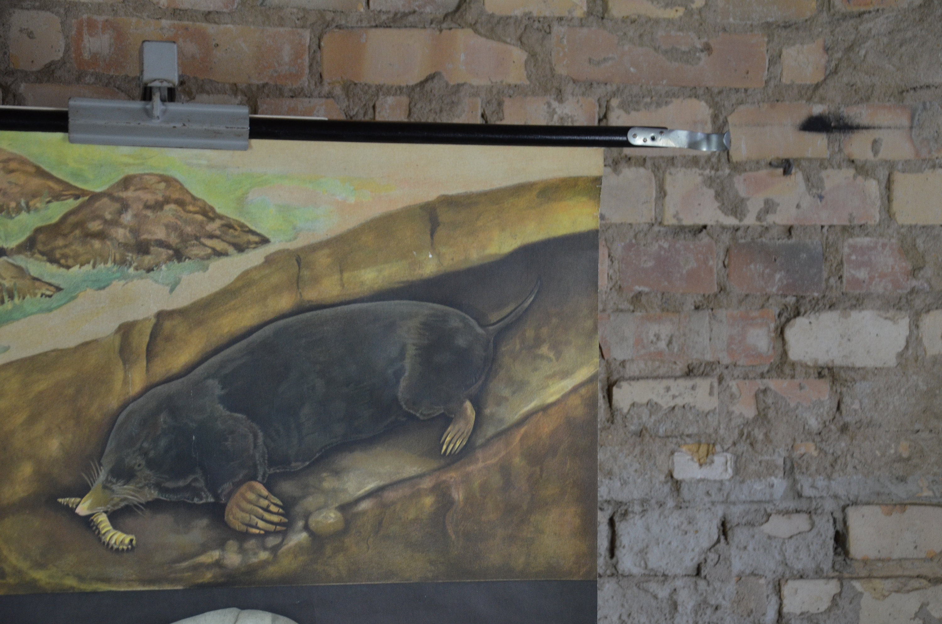 Mole Anatomy: Original Vintage 1950s German Educational Poster School ...