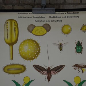 Plant Pollinators, Hummingbird, Flower : Original Vintage 1960s British ...