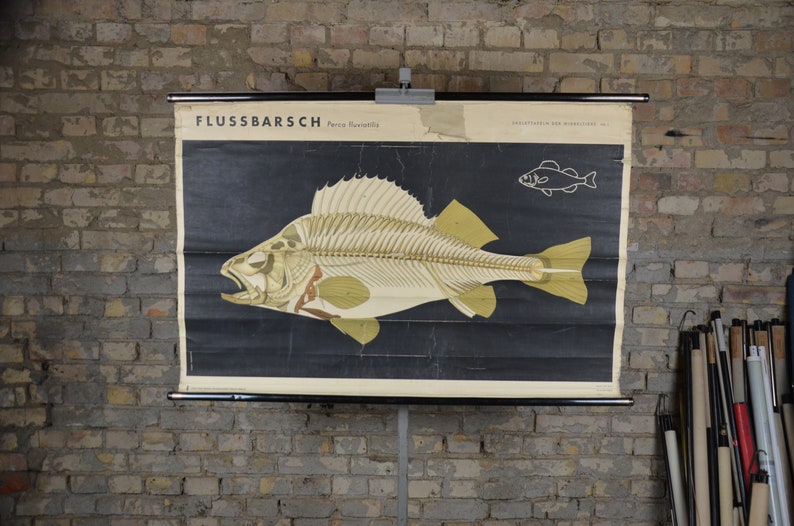 Perch Skeleton Fish Anatomy: Distressed Original Vintage - Etsy