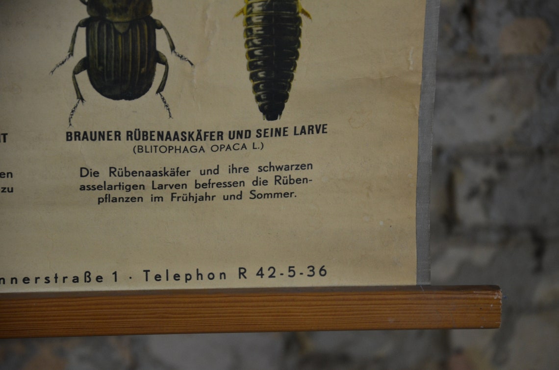 Turnip Pests Parasites: Original Vintage 1920s German - Etsy