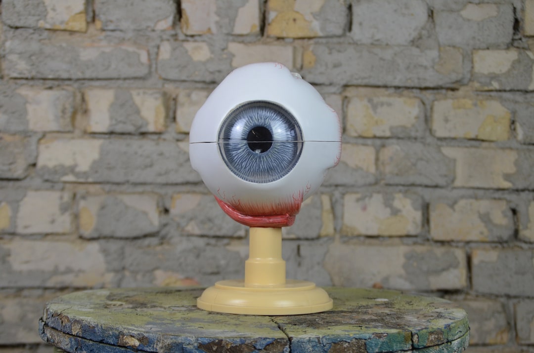 Human Eye Anatomy: Vintage Anatomical Model Original SOMSO 1980s German ...