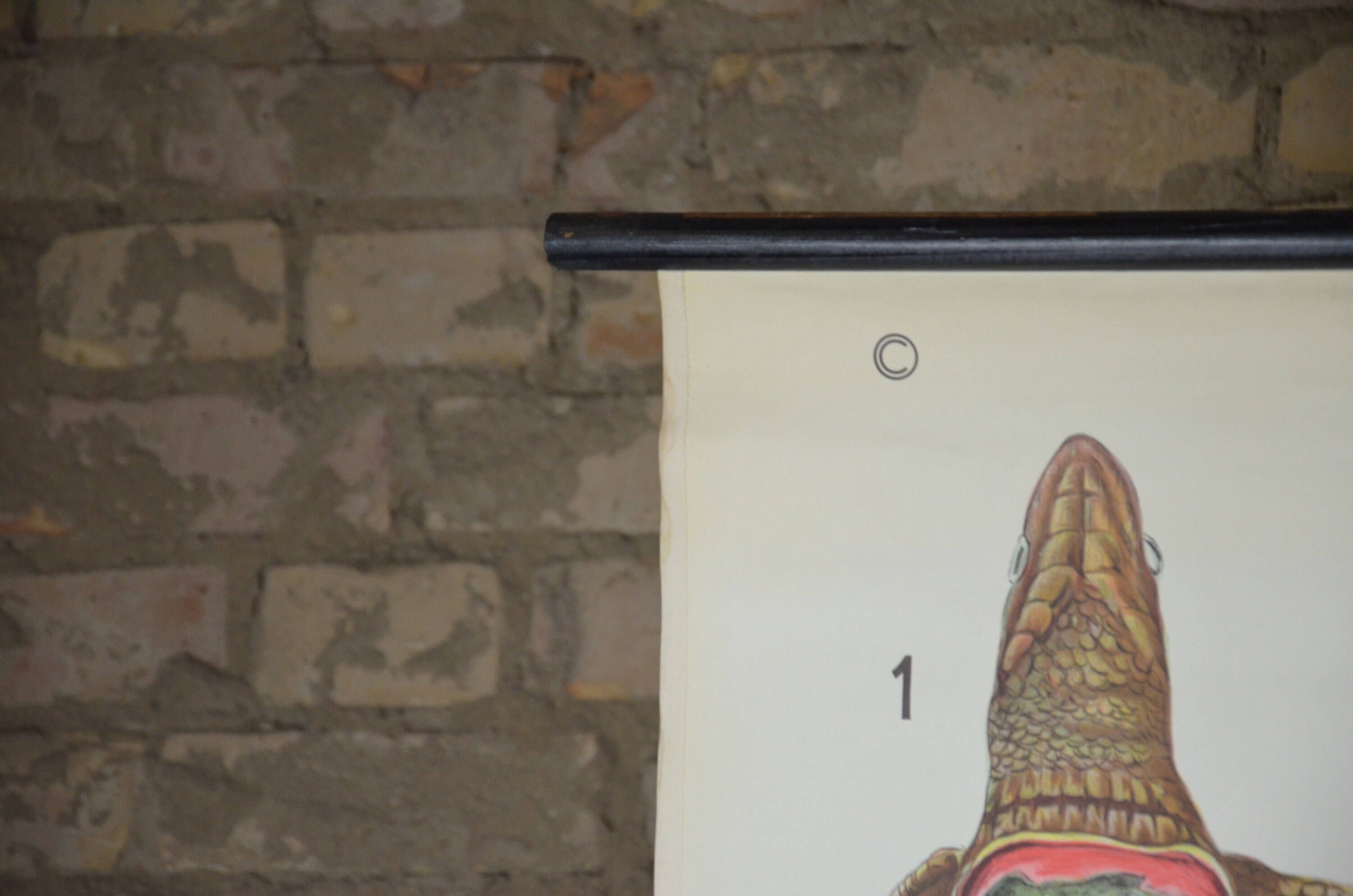 Amphibian Eggs, Axolotl, Frog, Dissected Lizard: Original Antique 1920s ...