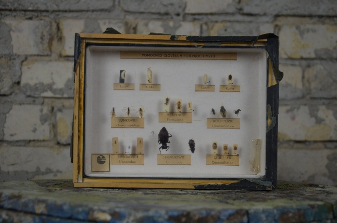 Beetles, Insects: Original Antique 1950s Educational Czech School ...