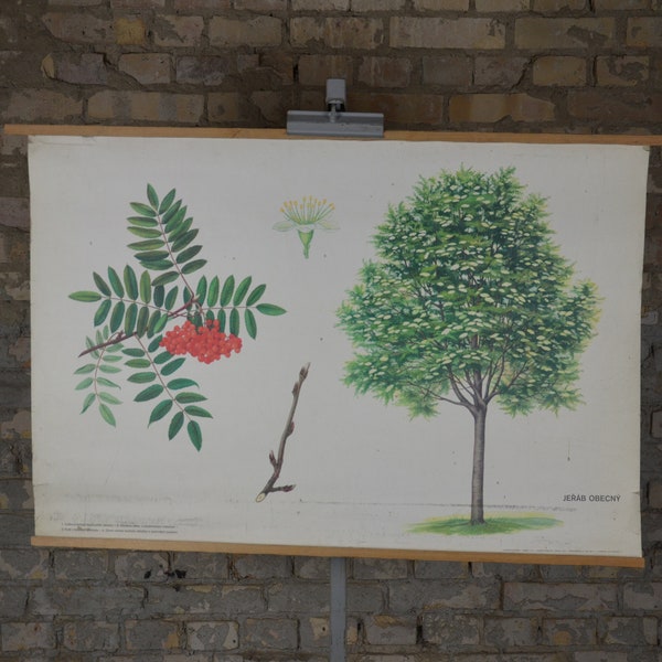 Rowan Tree Art - Etsy