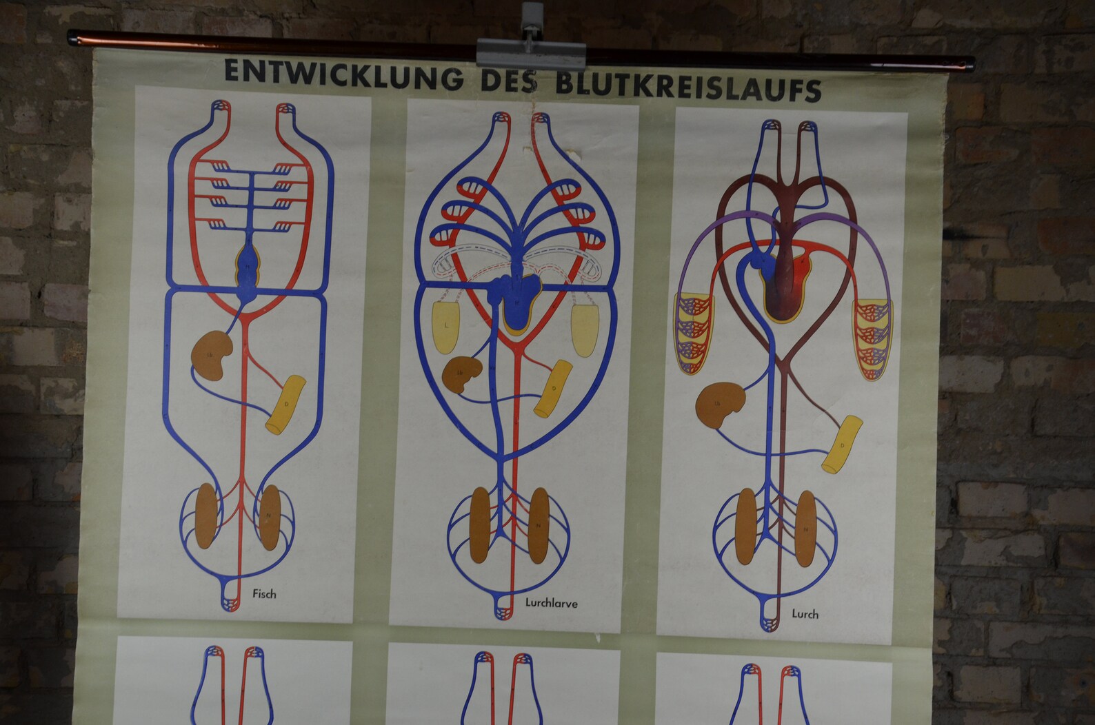 Evolution of the Bloodstream, Anatomy: Original Vintage 1960s German ...