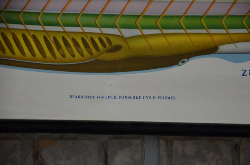 Branchiostoma Lancelets Anatomy: Original Vintage 1920s - Etsy