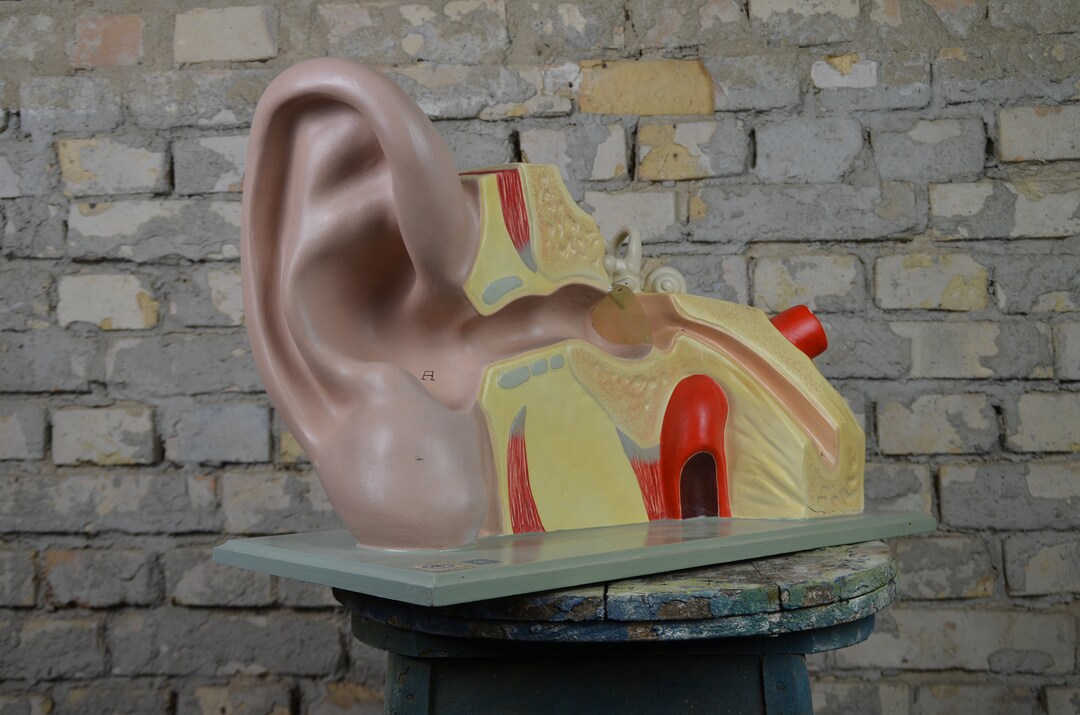 Human Ear: Large Antique Anatomy Model Original Vintage 1920s ...