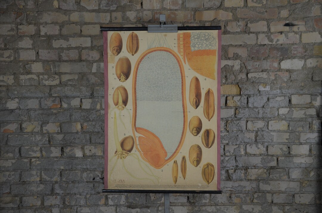 Wheat Grain Cross-section: Original Vintage 1950s Czech Educational ...