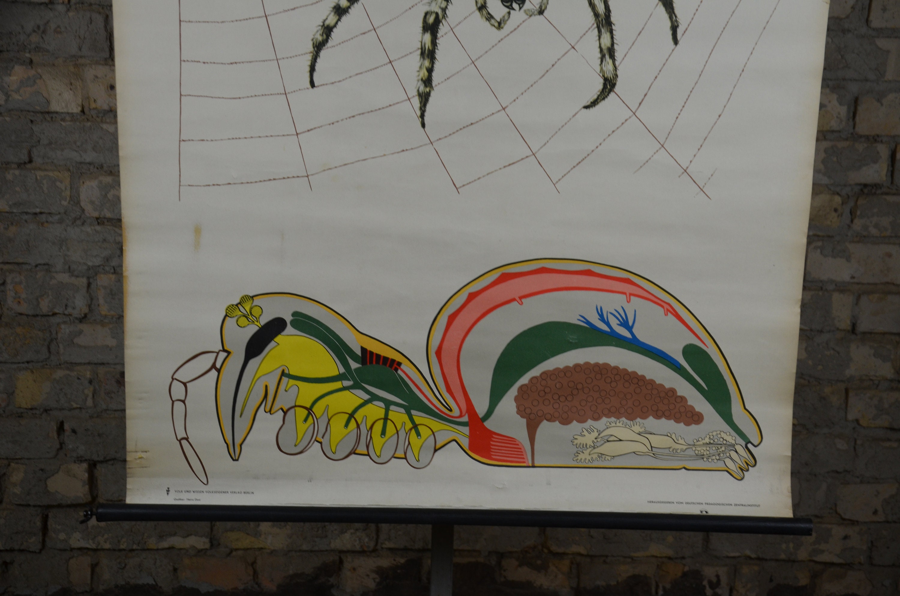 Garden Spider Anatomy: Original Vintage German 1960s - Etsy