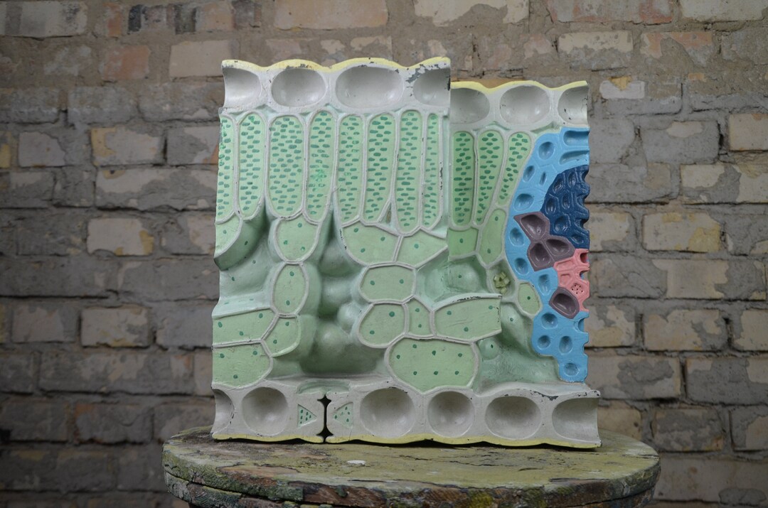 Beech Tree Leaf Cross-section, Large Vintage Botanical Model: Original ...