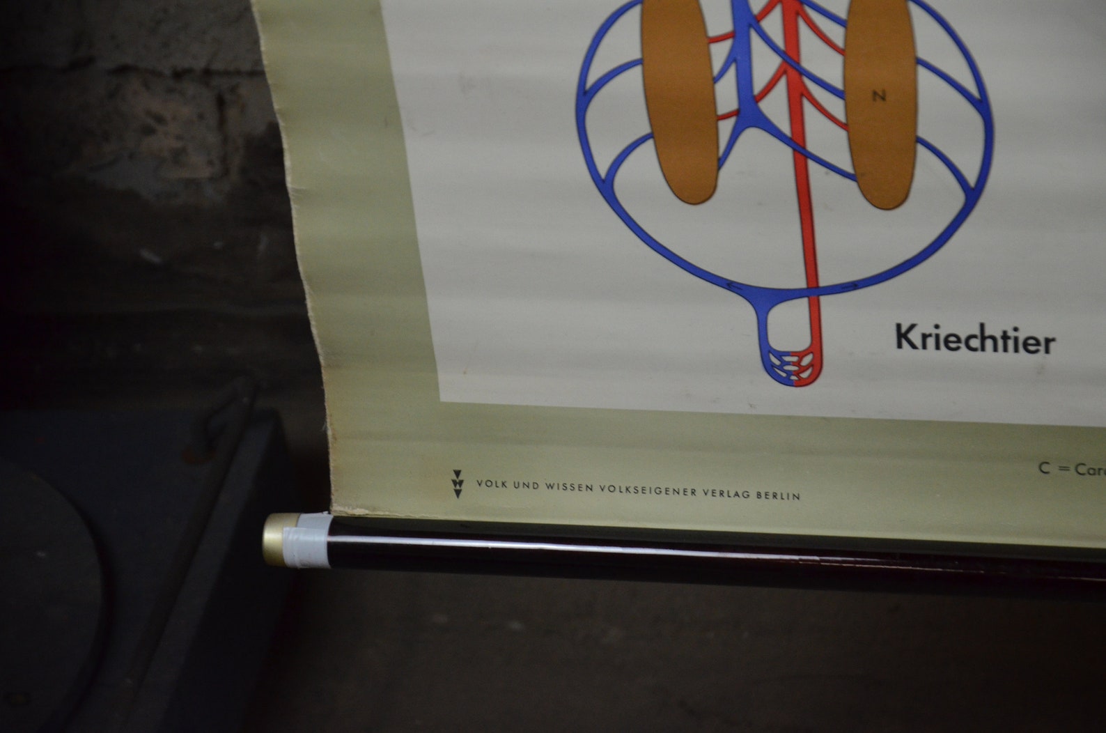 Evolution of the Bloodstream, Anatomy: Original Vintage 1960s German ...