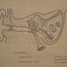 Human Ear Anatomy: Original Vintage 1960s German Medical - Etsy