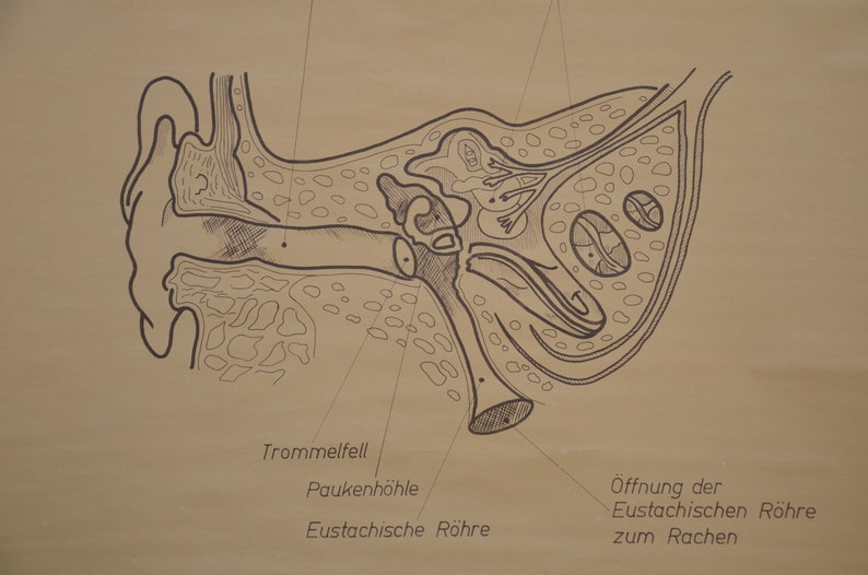 Human Ear Anatomy: Original Vintage 1960s German Medical - Etsy