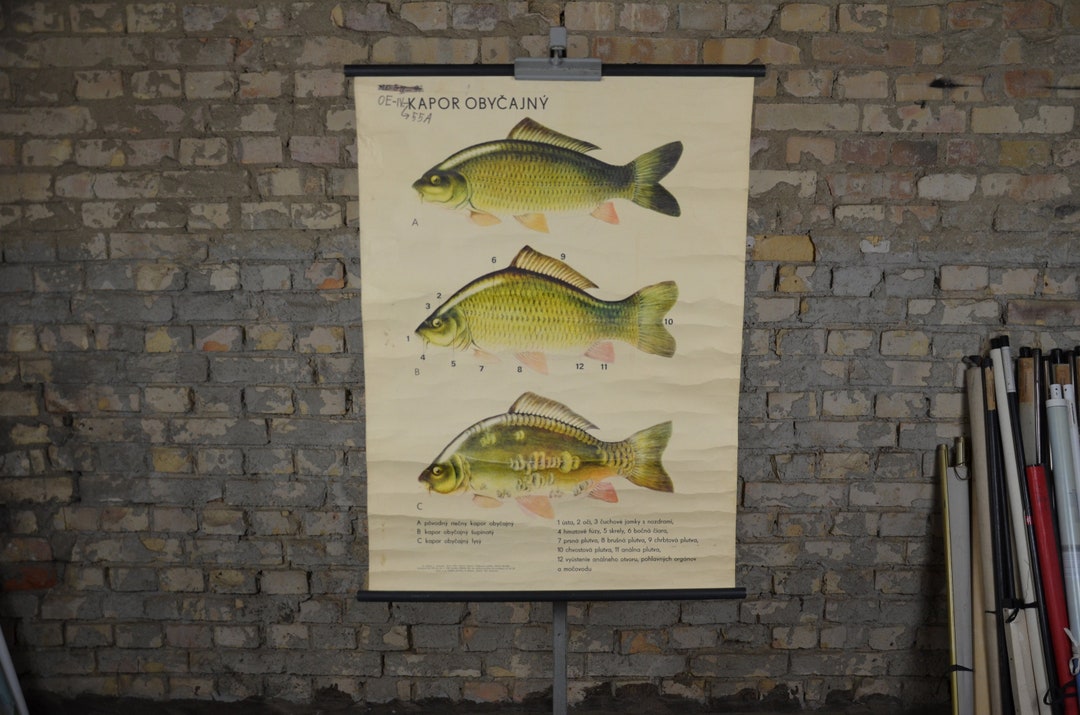 Types of Carp, Fishing: Original Vintage 1980s Czech Mid Century ...