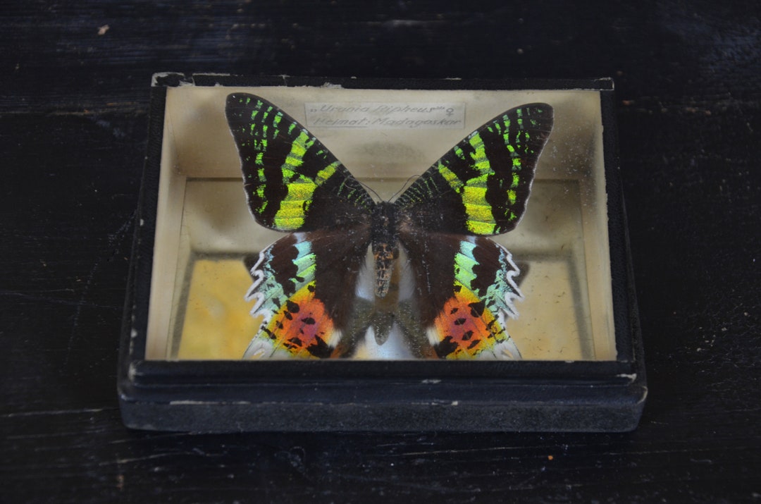 Chrysiridia Rhipheus, Sunset Moth, Antique Entomology Display: Original ...