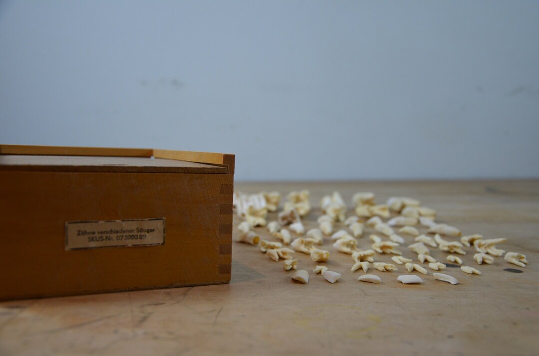 Real Teeth Collection: Mammal Bones Anatomical Original - Etsy