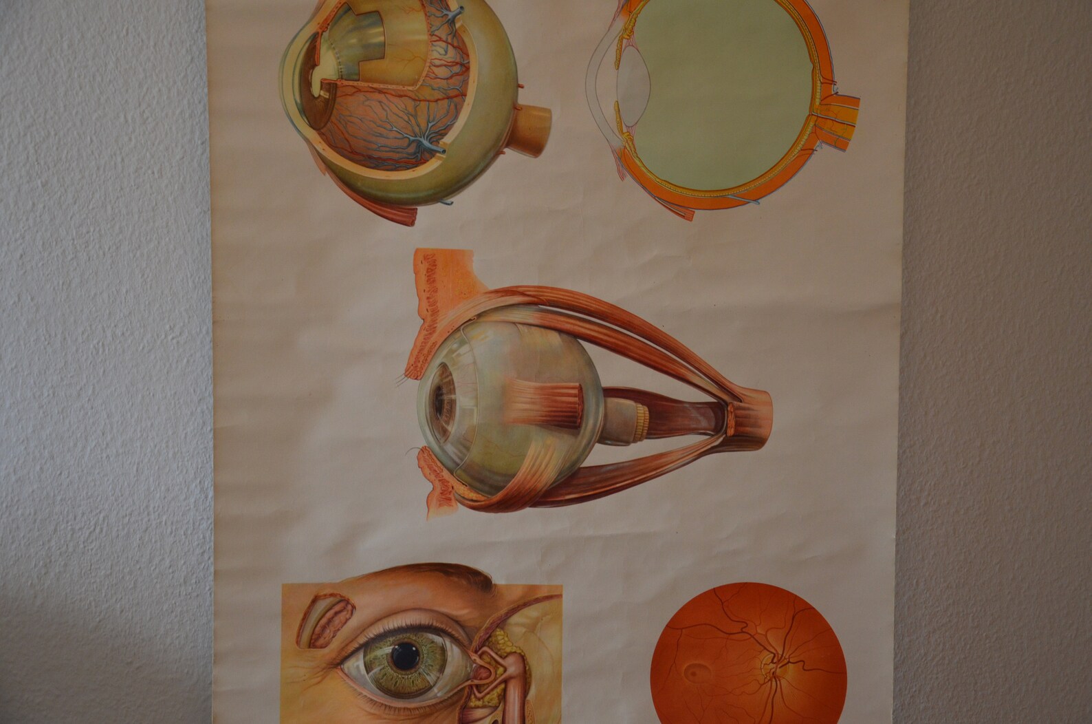 The Human Eye: Original Vintage 1960s German Educational - Etsy