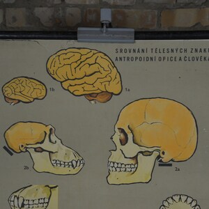 Human Evolution, Primate Skulls & Feet: Original Vintage 1960s Czech ...