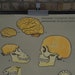 Human Evolution, Primate Skulls & Feet: Original Vintage 1960s Czech ...