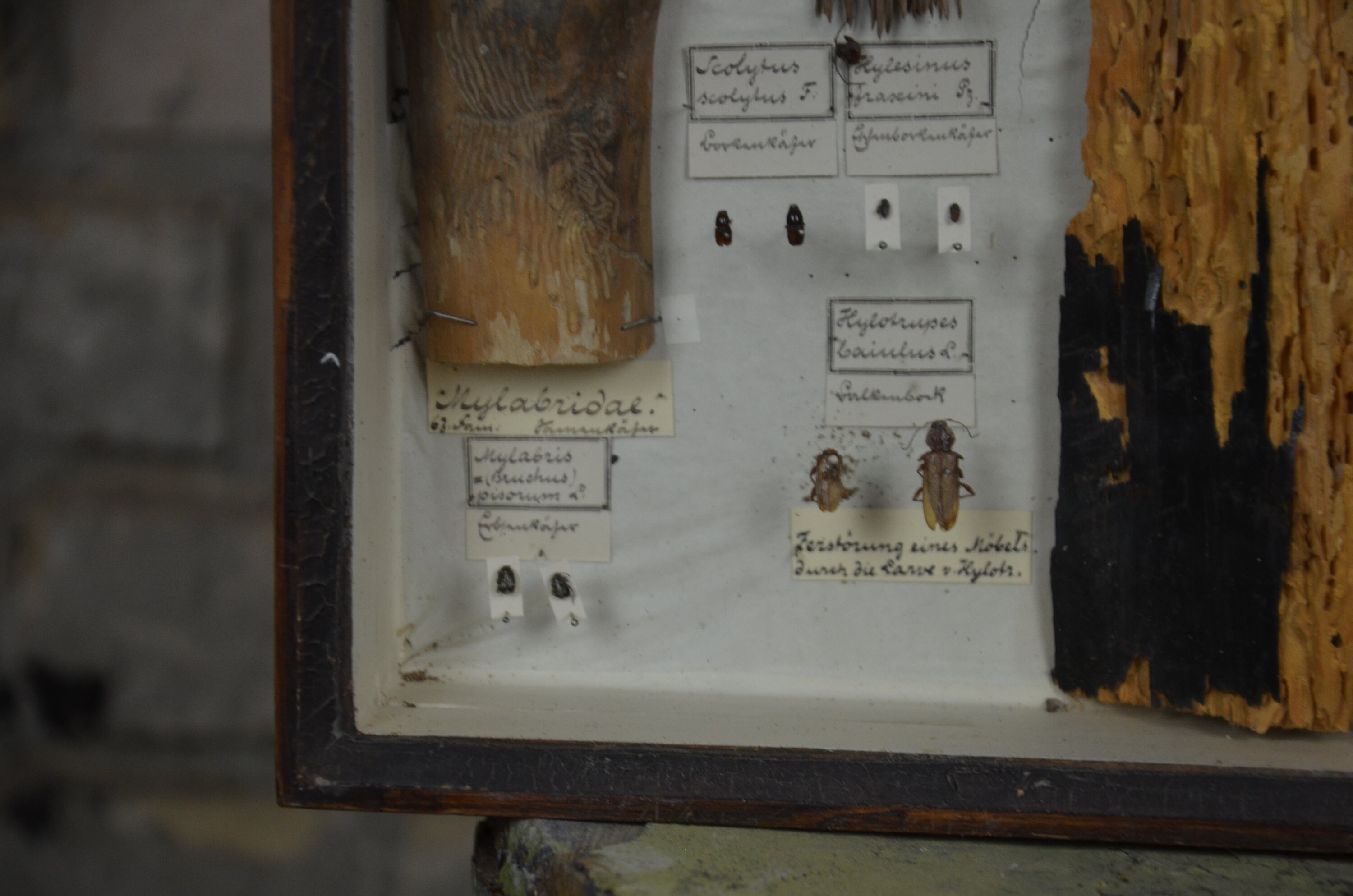 Coleoptera, Large Antique Entomology Display: Original 1880s German ...