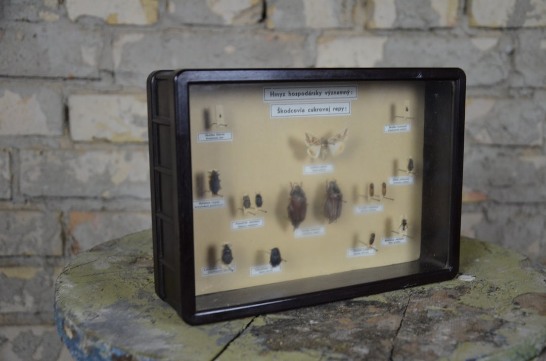 Rare 1930s Entomology Shadowbox: Original Vintage Educational School ...